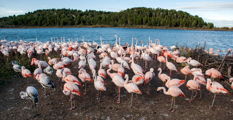 Flamingo lake - hooliplaces