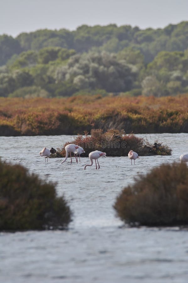 Pink Flamingo in Lake, Migratory Birds Resting Stock Image - Image of ...