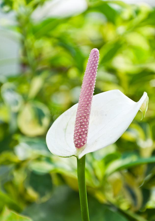 Pink Flamingo lily flower stock image. Image of long - 26604793