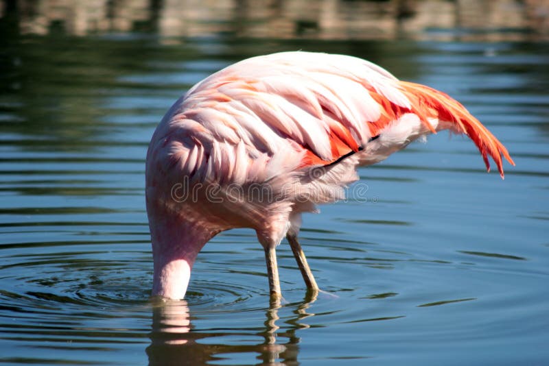 Pink flamingo stock photo. Image of link, flamingo, love - 64974800