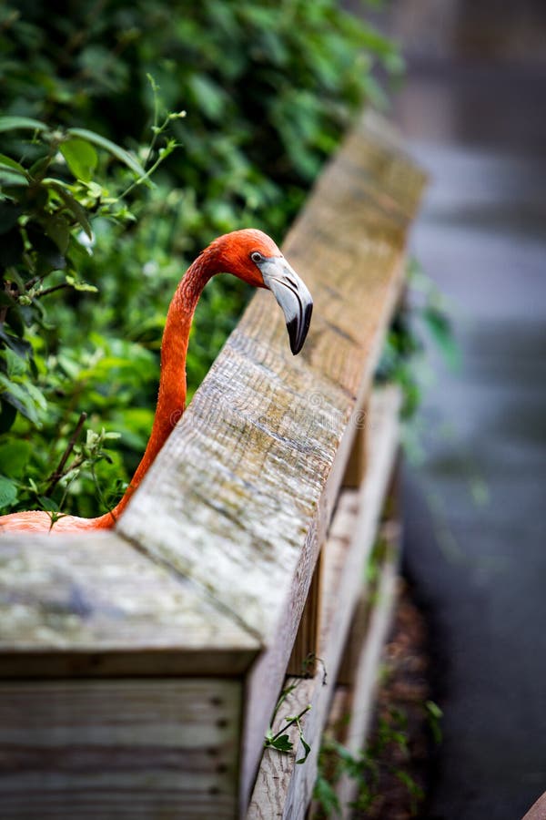 Pink flamingo stock photo. Image of pink, nature, crowd - 60410480
