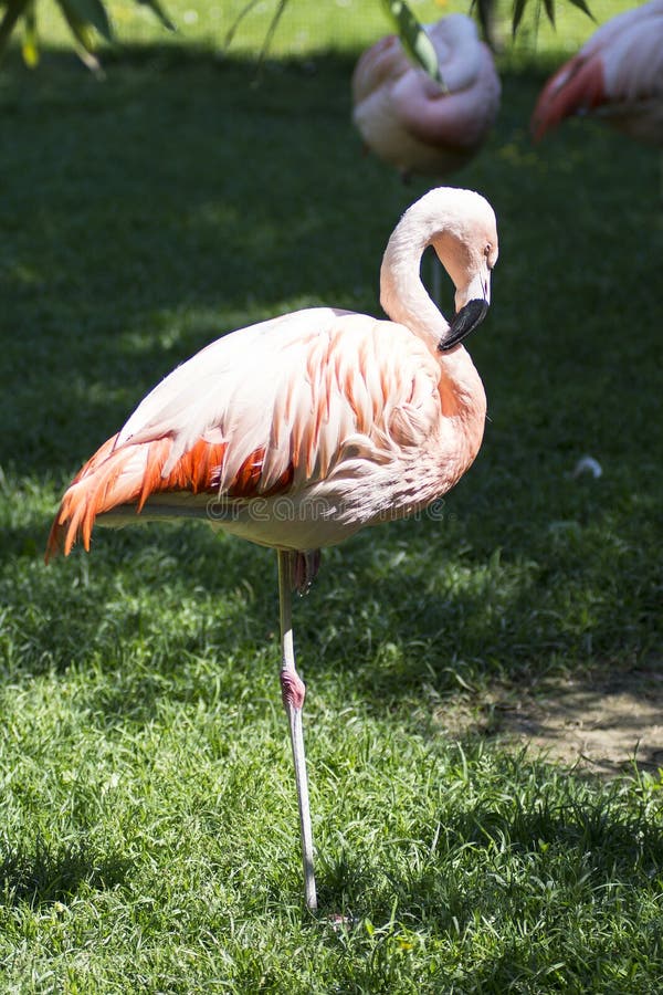 Pink flamingo stock image. Image of birthday, beauty - 73412723