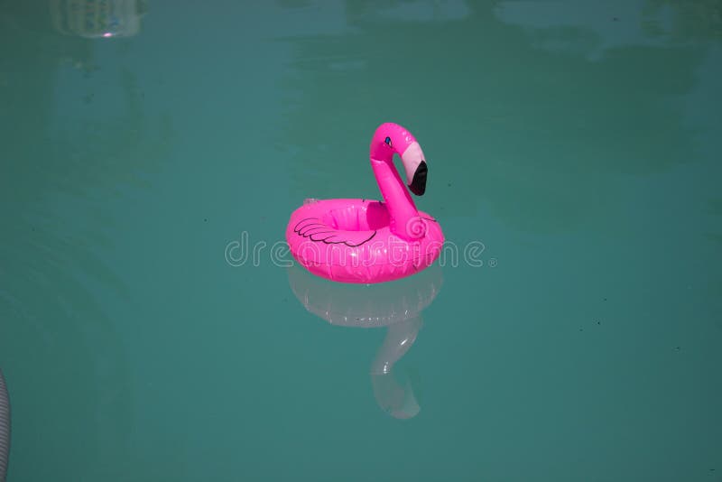 Pink Flamingo Pool Toy in the Pool Stock Image - Image of purple ...