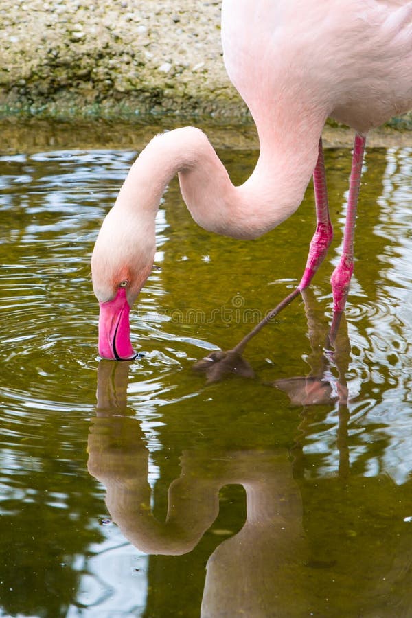 Pink Flamingo Looking at Camera Stock Image - Image of orange, tropical ...