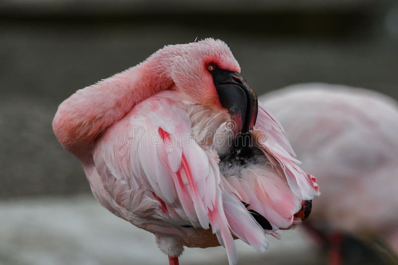 Pink Flamingo Preening Its Feathers Stock Image - Image of ornithology ...