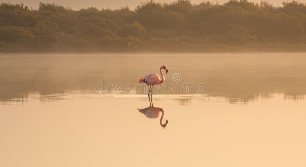 Pink Flamingo Reflection in Misty Dawn Stock Illustration ...