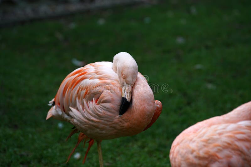 The Pink Flamingo is the only Representative of the Order Whose Natural ...