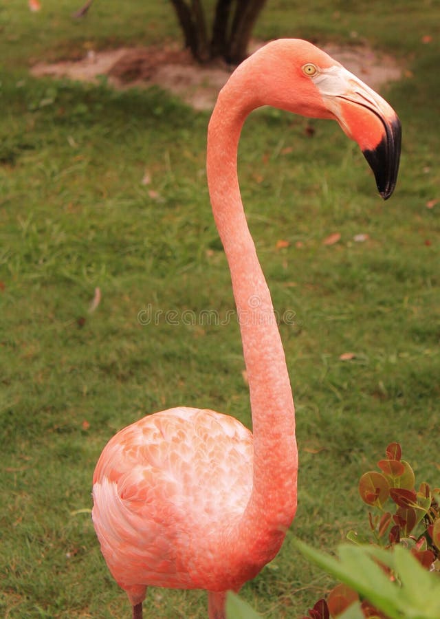 Pink Flamingo stock image. Image of pink, flamingo, tropical - 45895327