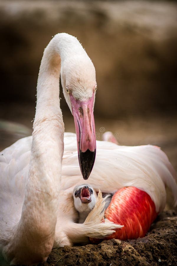 Pink flamingo stock image. Image of pink, small, nature - 157704163