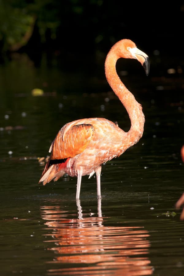 Pink Flamingo Standing Picture. Image: 17976551