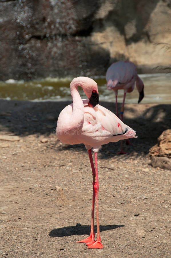 Pink flamingo standing stock photo. Image of pond, pink - 28556100