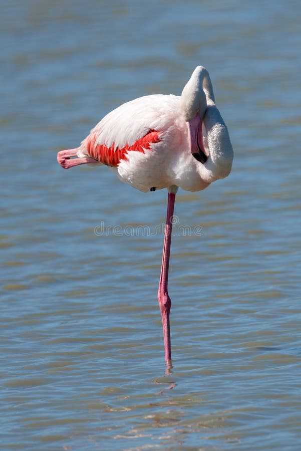 Pink Flamingo Standing on One Leg Stock Photo - Image of ornithologic ...
