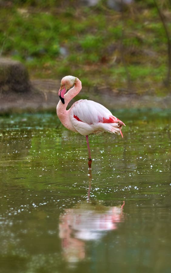 A Pink Flamingo Standing on One Leg Stock Photo - Image of tropical ...