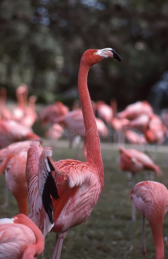 Pink Flamingo Standing Out in a Crowd Stock Photo - Image of pink ...