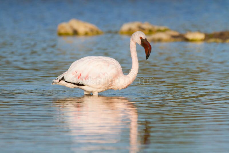 Pink Flamingo Standing in the Water Stock Photo - Image of beautiful ...