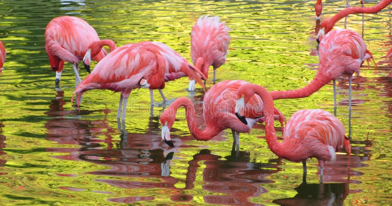 Pink flamingo in sunset stock photo. Image of green, nice - 57793712