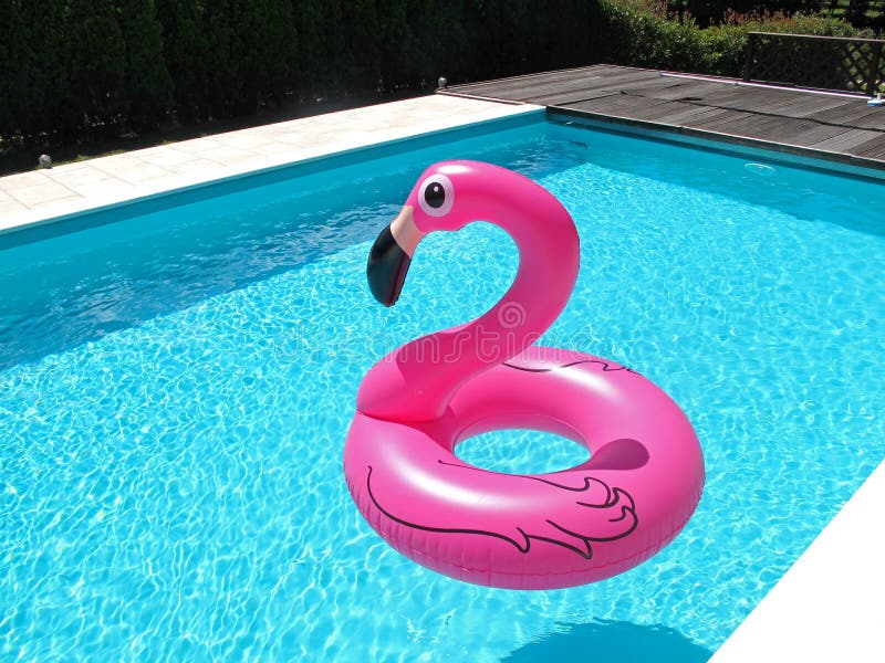 Pink Flamingo in a Swimming Pool Stock Photo - Image of swimming ...