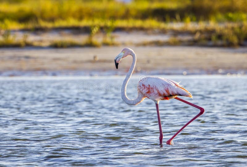 Pink Flamingo Walking in the Ocean Stock Photo - Image of feathers ...