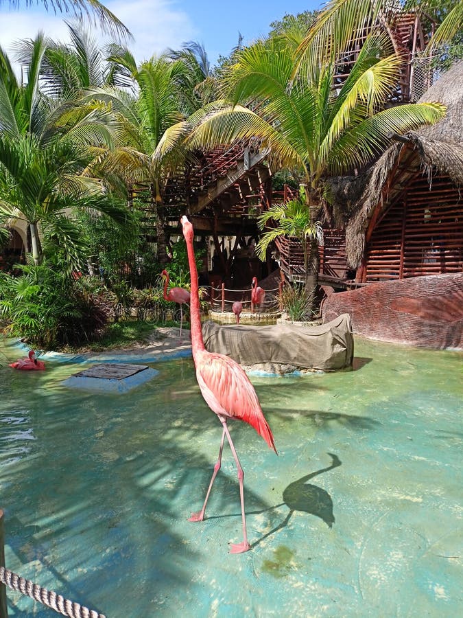 Pink Flamingo Walking at the Pool Stock Image - Image of flamingo, pink ...