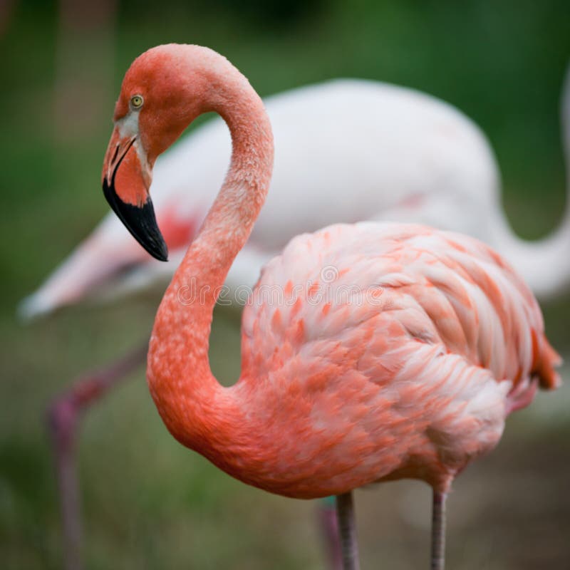 Pink flamingo stock image. Image of wings, oklahoma, flamingo - 22432879