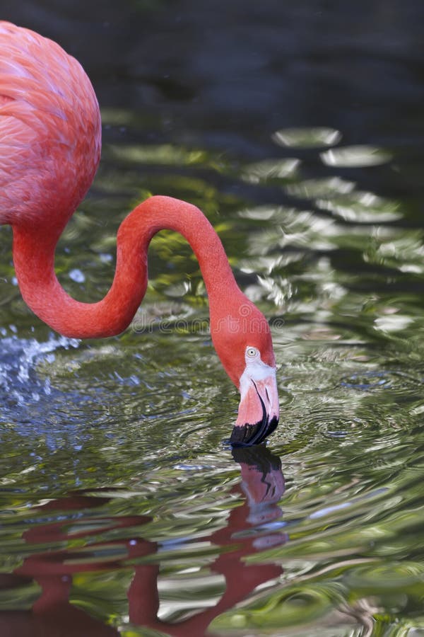 Pink Flamingo stock image. Image of claws, flamingo, flight - 7772747