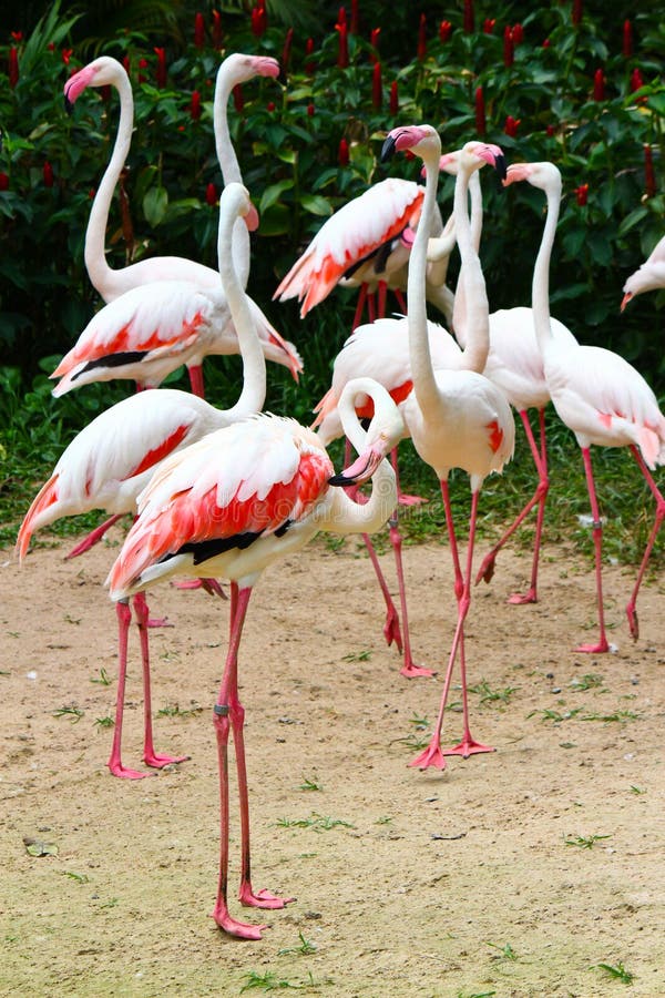 Pink flamingos stock image. Image of pink, tropical, flamingo - 27769757