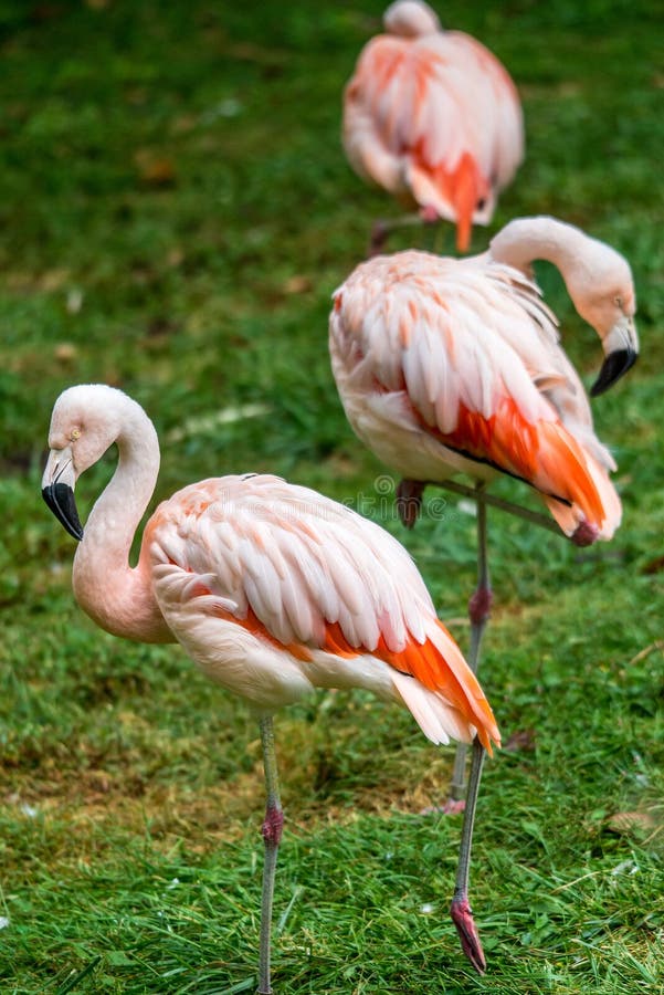 Pink Flamingos stock image. Image of beak, watching, phoenicopteridae ...