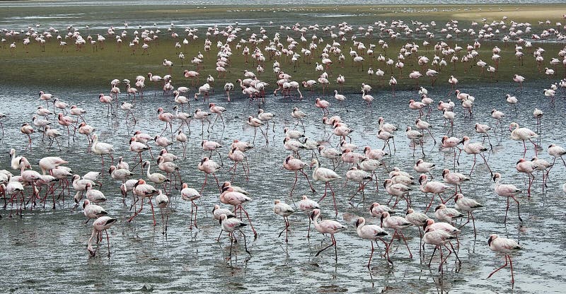 Pink Flamingos in Lagoon, Walvis Bay, Namibia Stock Photo - Image of ...