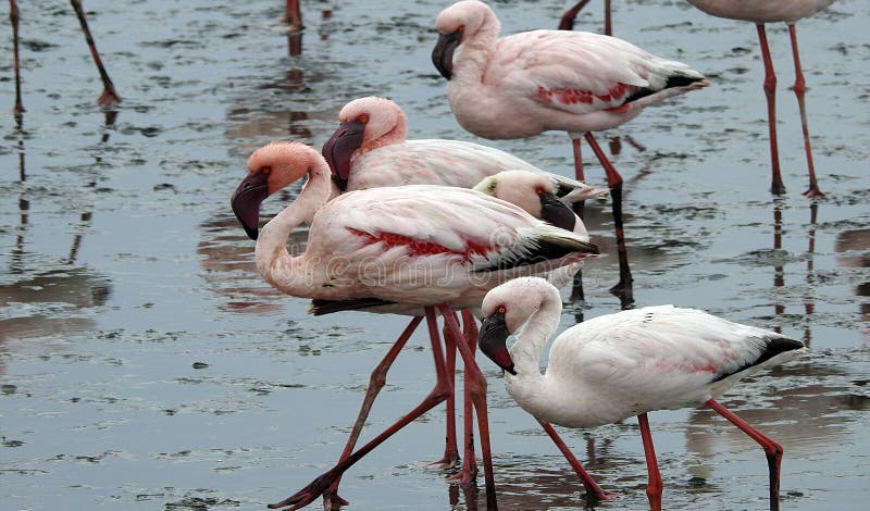 Pink Flamingos in Lagoon, Walvis Bay, Namibia Stock Photo - Image of ...
