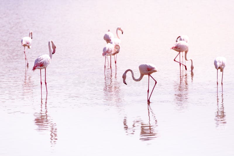 Pink Flamingos on the Lake at Sunset Stock Image - Image of reserve ...