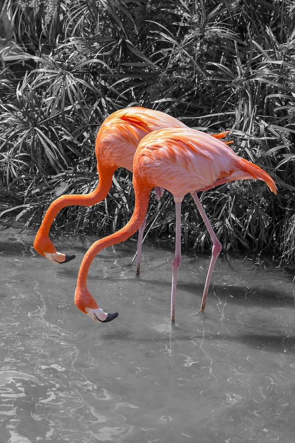 Pink Flamingos stock image. Image of animals, nature - 52564501