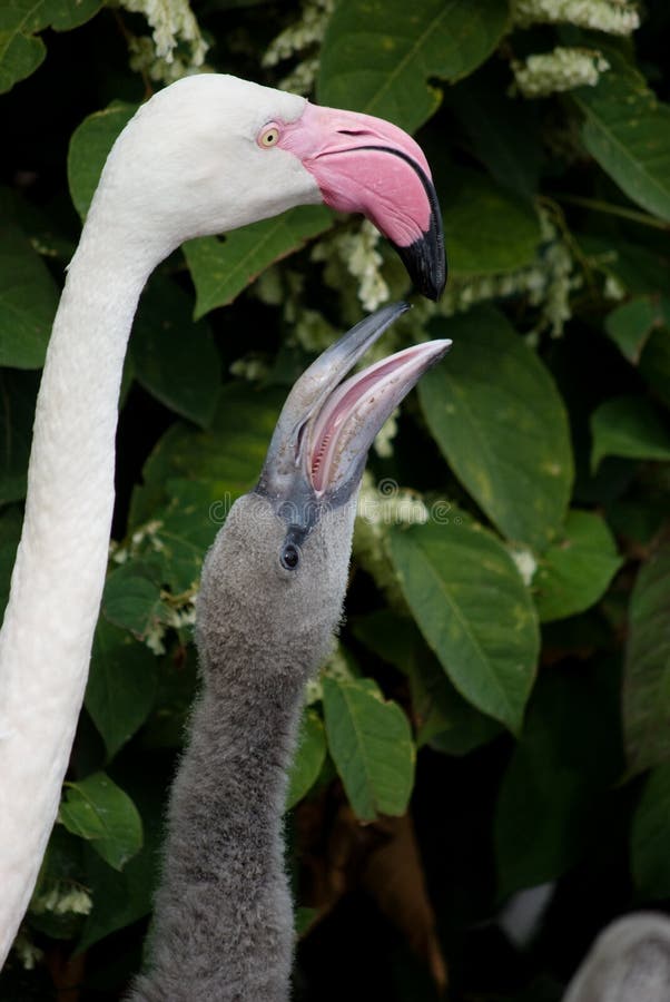 Pink Flamingos (Phoenicopterus Ruber Ruber) Stock Photo - Image of cuba ...