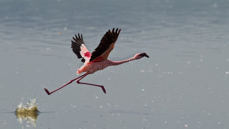 Pink Flamingos Run on the Water Stock Image - Image of africa, mirror ...