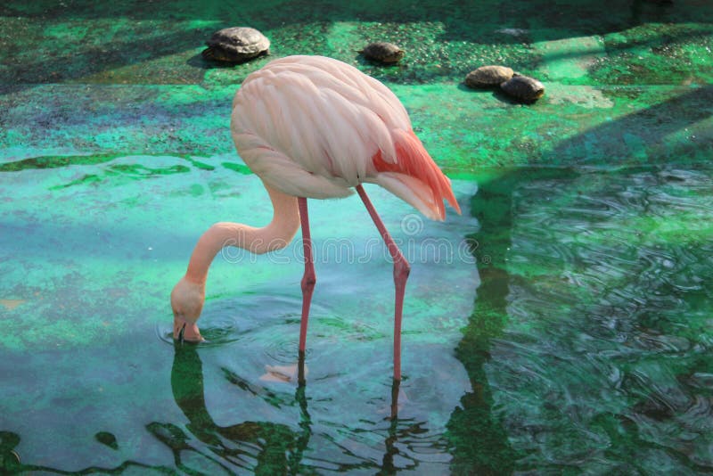 Pink flamingos stock image. Image of spring, cityscape - 88417973