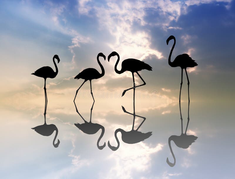 Pink flamingos at sunset stock illustration. Illustration of nature ...