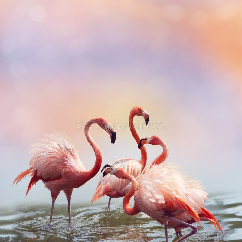 Pink Flamingos in the Water at Sunset Stock Photo - Image of large ...