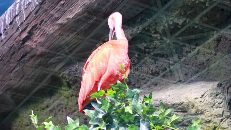 Pink flamingos at the zoo stock video. Video of pink - 248683347