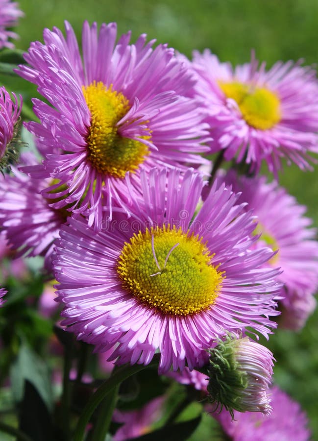 Pink Fleabane stock photo. Image of growing, fleabane - 75491854