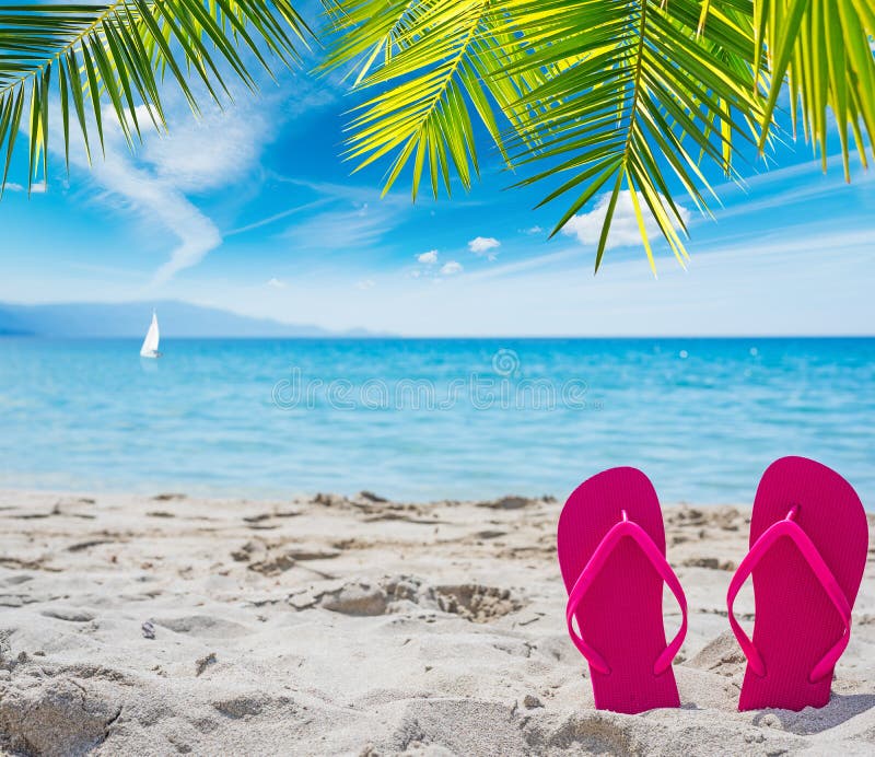 Pink Flip Flops Under a Palm Tree Stock Image - Image of paradise ...