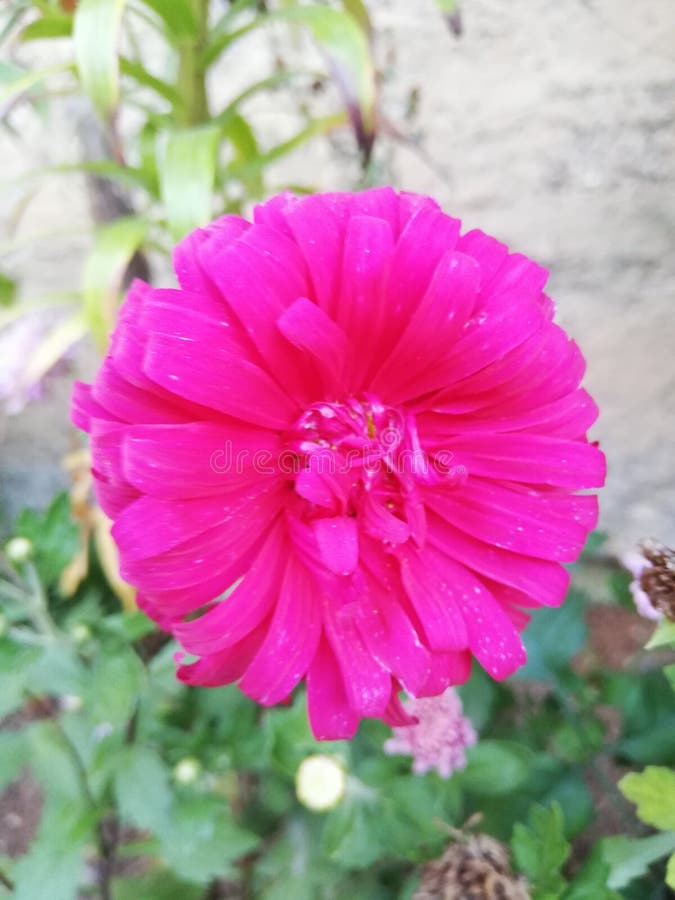 Pink, Fllower, Nature stock photo. Image of purple, nature - 214508860