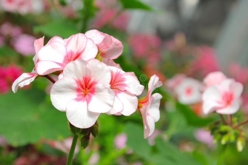 Pink flora stock image. Image of leaf, beauty, bouquet - 22986969
