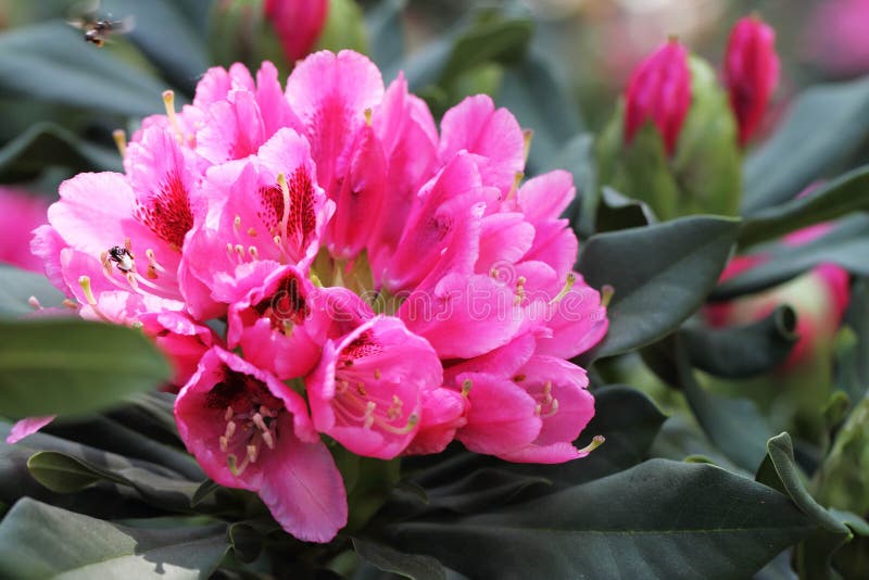 Pink flora stock photo. Image of summer, flower, spring - 66580082