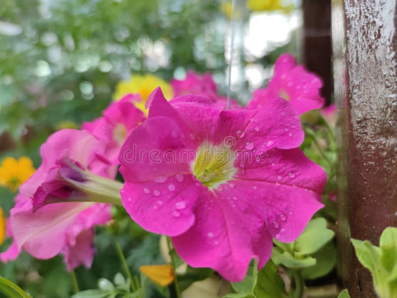 Pink Flora is a Fresh Feeling. Growth in the Garden Stock Image - Image ...