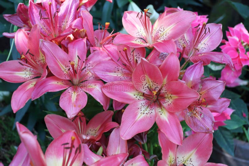 Pink flora stock photo. Image of color, gardens, nature - 66580010