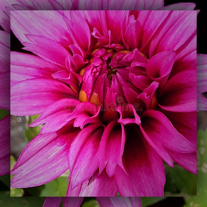 Pink floral burst stock image. Image of burst, unique - 148164113