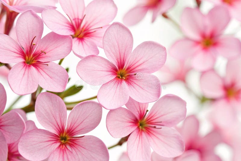 Pink Floral Pattern Design stock illustration. Illustration of abstract ...