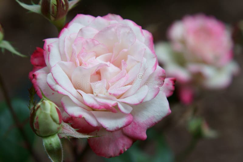 A pink Floribunda rose stock image. Image of plant, romantic - 149562409