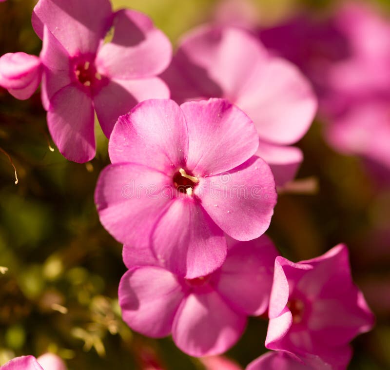 Pink flowe in the nature stock image. Image of purple - 106809233