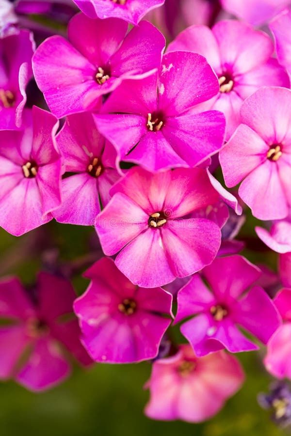 Pink flowe in the nature stock image. Image of plant - 107369185
