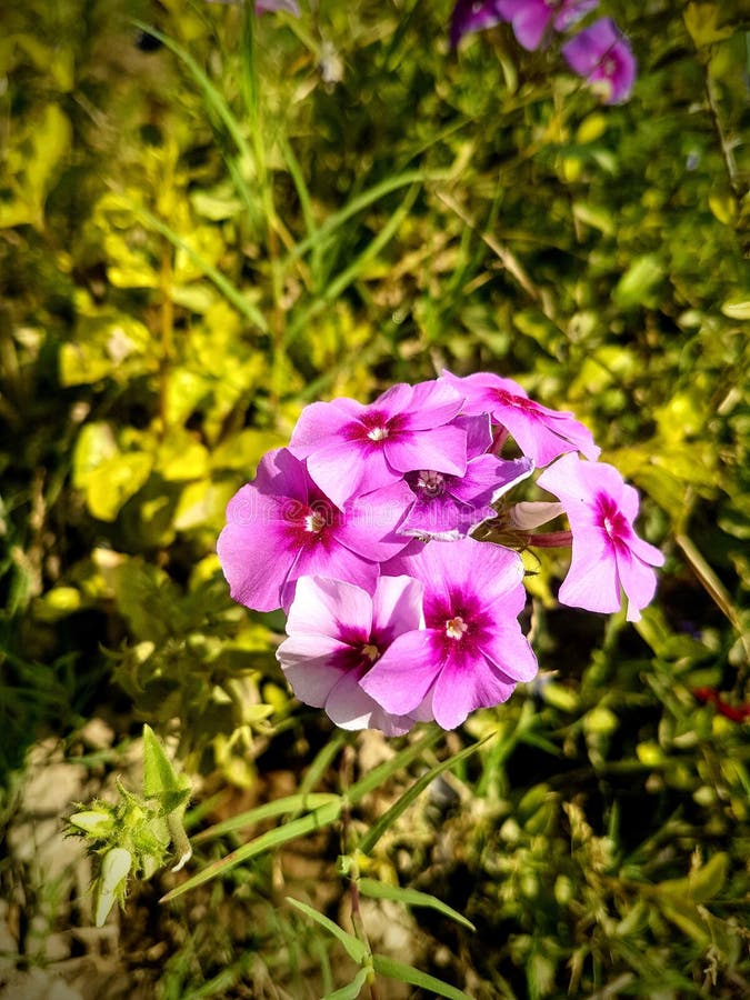 Pink flowe stock photo. Image of nature, garden, flower - 113609252